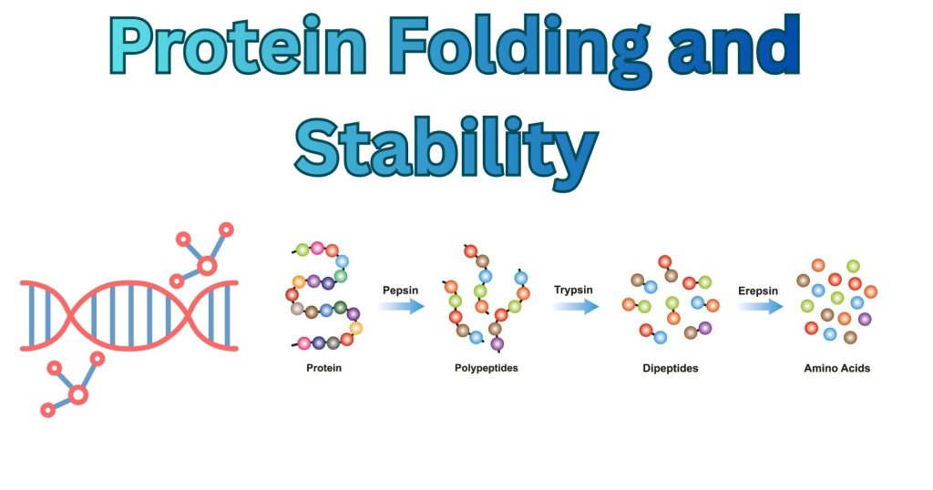Protein Folding and Stability with Mechanism