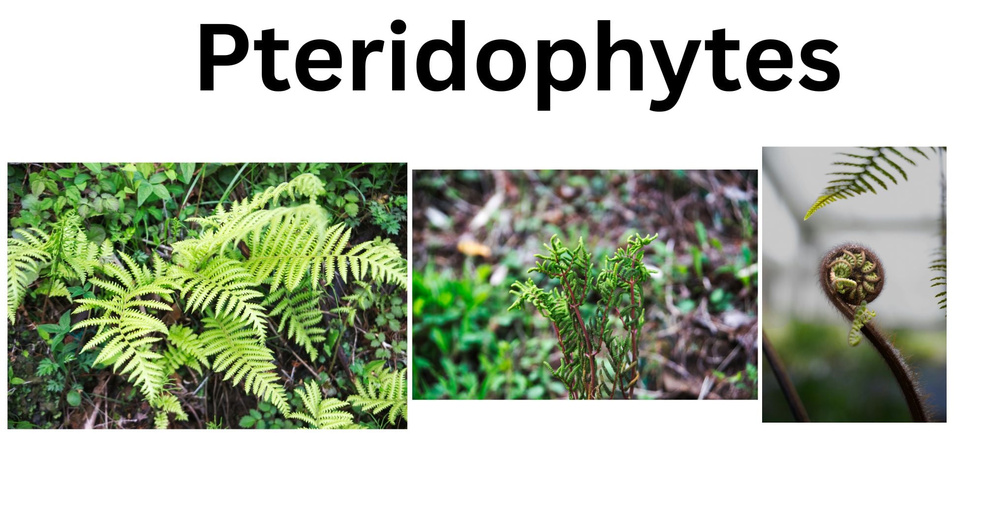 Pteridophytes: Features, Classes, Reproduction, Applications