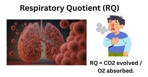 Respiratory Quotient (RQ): Definition, Formula, Values, Applications