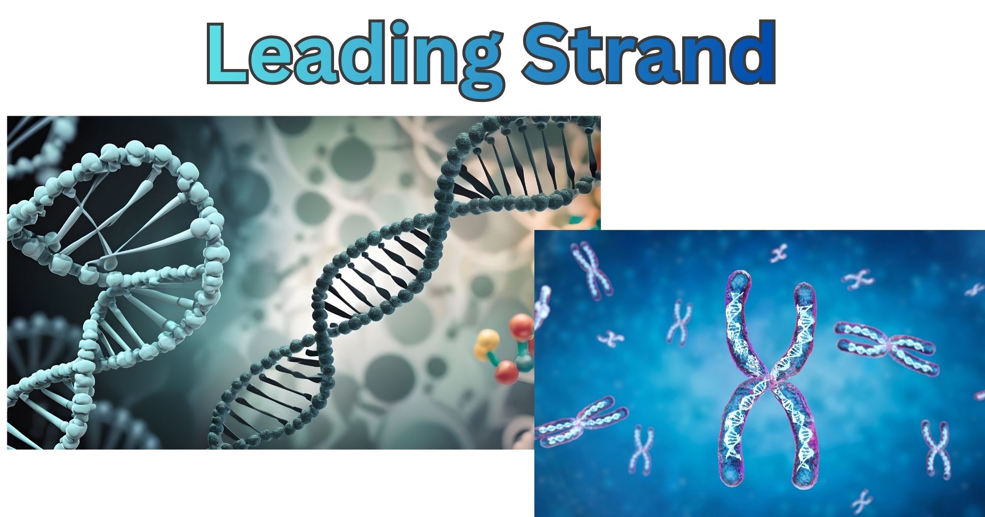 Leading Strand: Definition and Overview