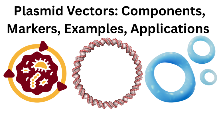 Plasmid Vectors: Components, Markers, Examples, Applications