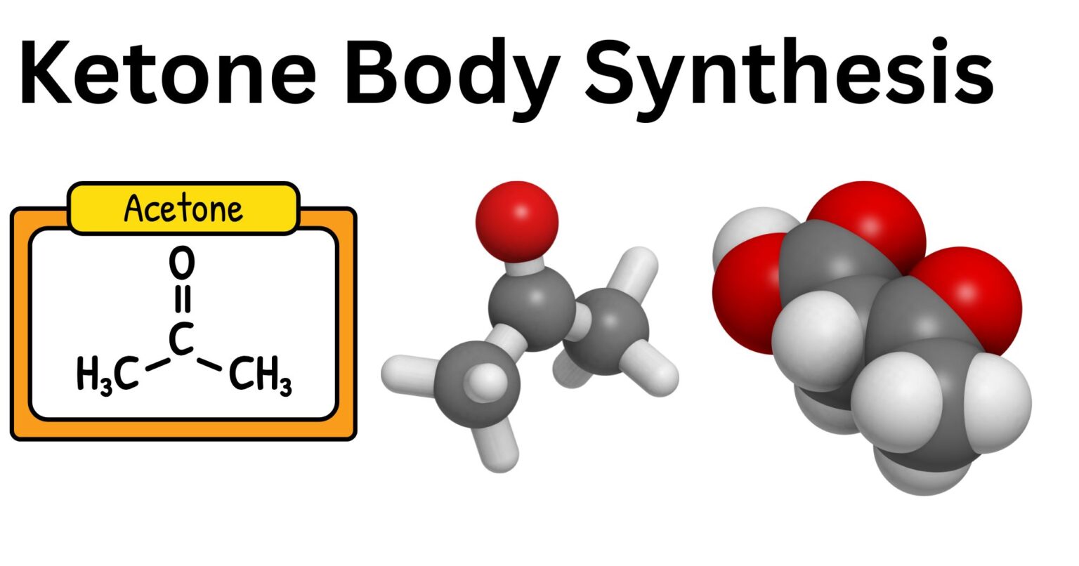 Ketone Body Synthesis: Ketogenesis, Enzymes, Steps, ATP Yield
