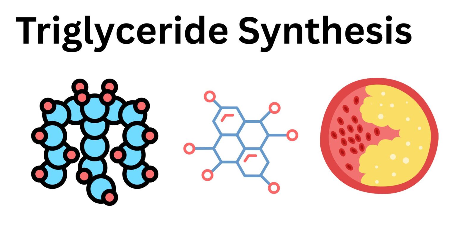 Triglyceride Synthesis: Site, Pathway, Steps, Regulation, Functions