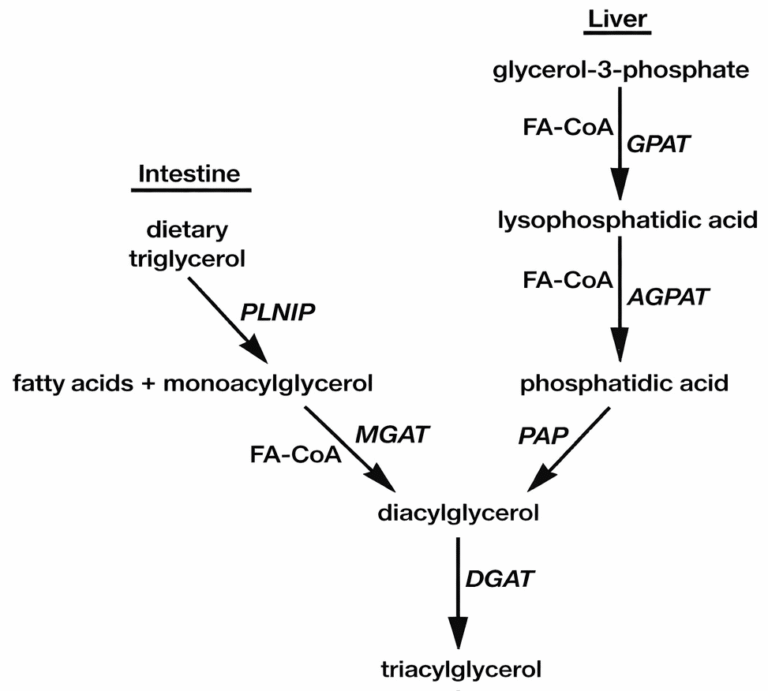 Triglyceride Synthesis: Site, Pathway, Steps, Regulation, Functions