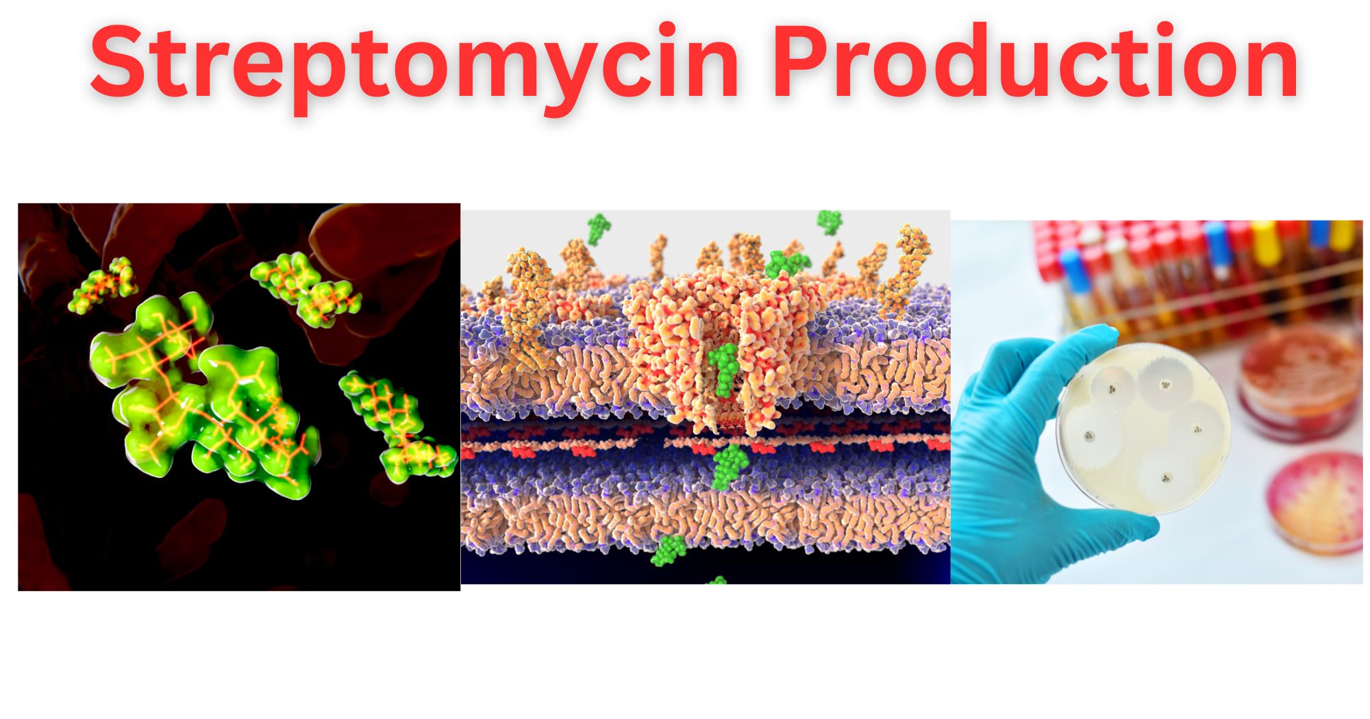 Streptomycin: Structure, Production, Harvest, Recovery
