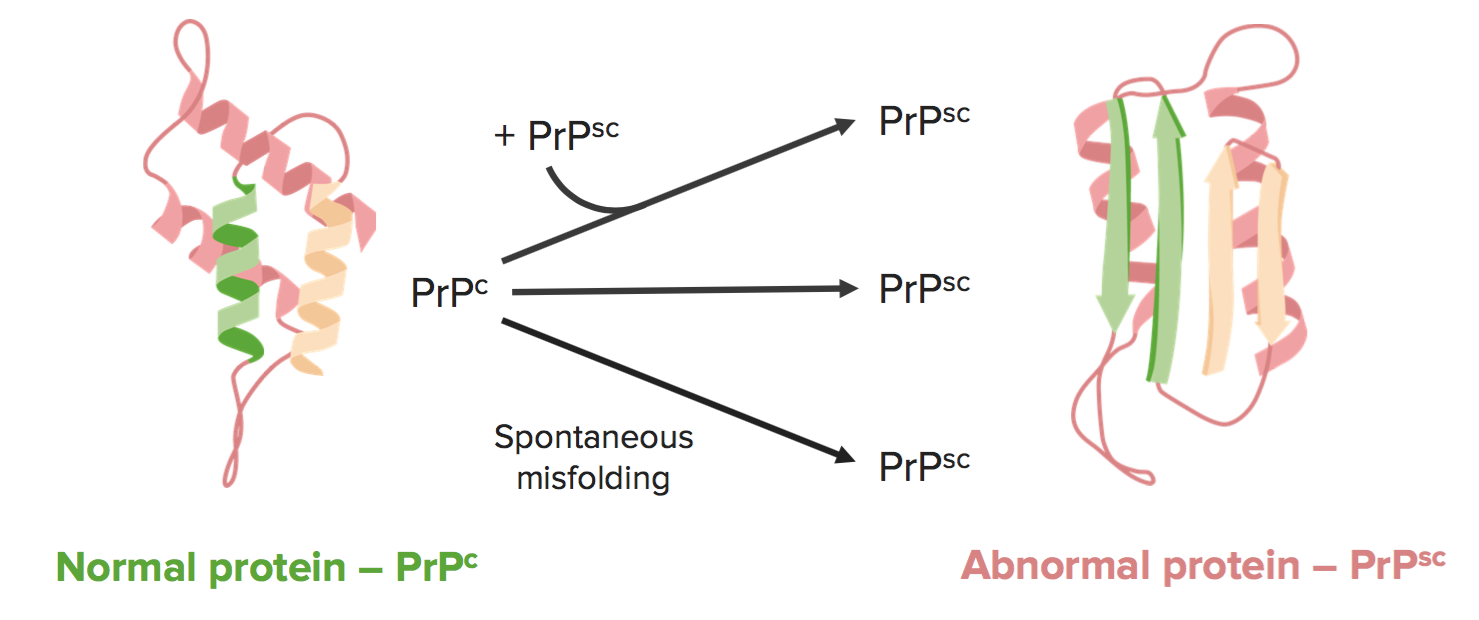 Protein Misfolding and Aggregation: Mechanism, Examples