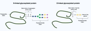 Glycoconjugates: Classes, Glycosylation, Examples, Functions