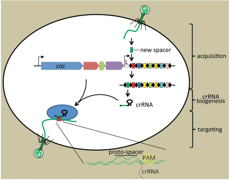 CRISPR-Cas Systems: Structure, Mechanism, Classification, Enzymes ...