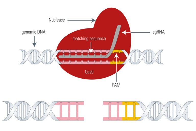 CRISPR-Cas Systems: Structure, Mechanism, Classification, Enzymes ...