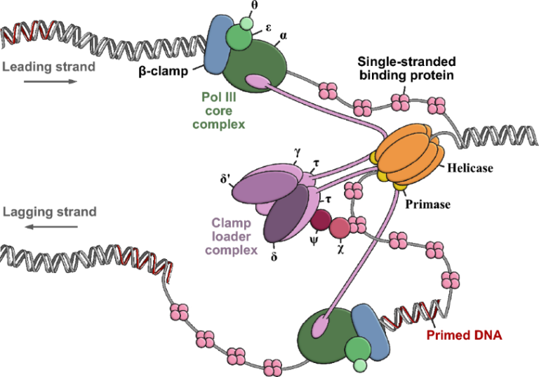 Leading Strand: Definition and Overview