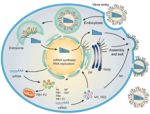 Influenza A Virus (IAV): A Comprehensive Guide
