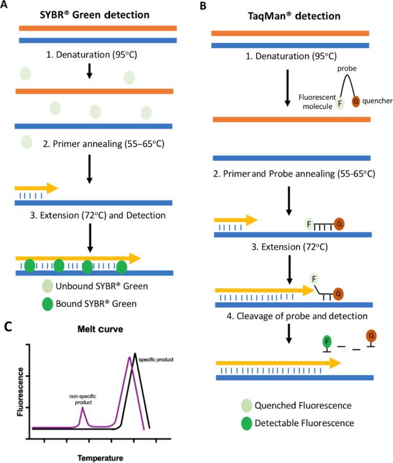 RT-qPCR: Principle, Steps, Types, Kits, Examples, Applications