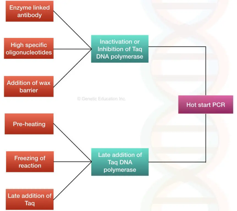 Hot-Start PCR: Principle, Steps, Types, Examples, Applications