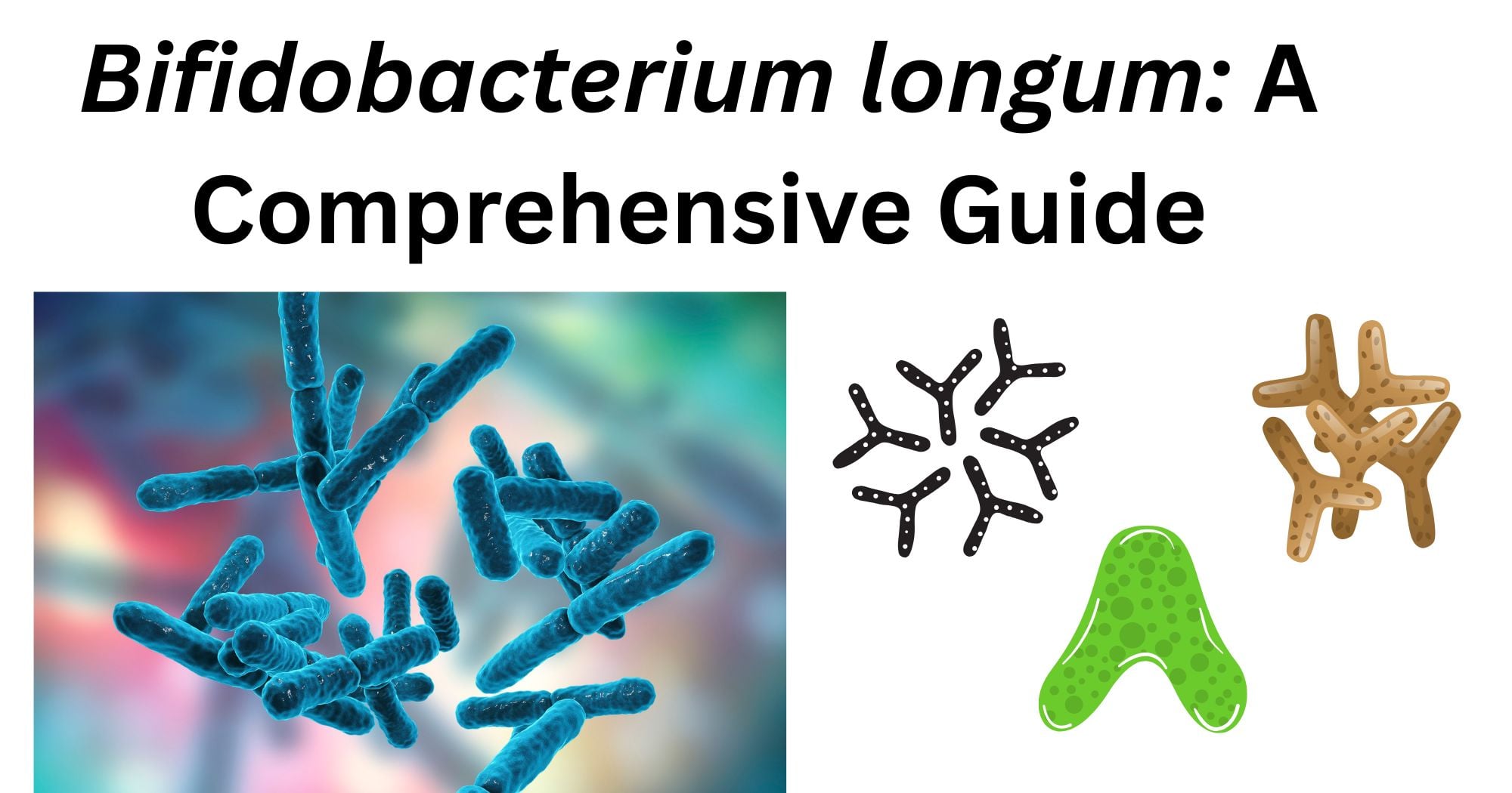 Bifidobacterium longum: A Comprehensive Guide
