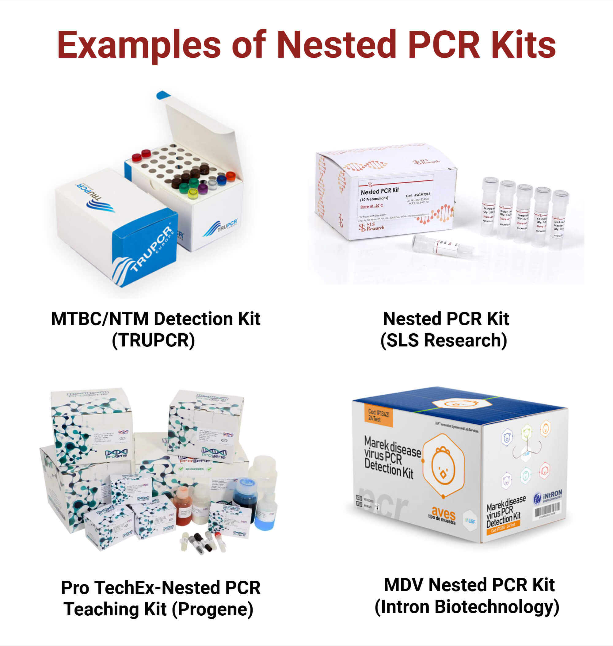 Nested PCR: Principle, Steps, Types, Examples, Applications