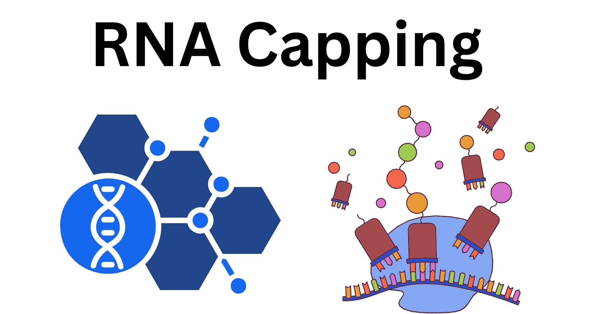 RNA Capping: Structure, Enzymes, Mechanism, Functions
