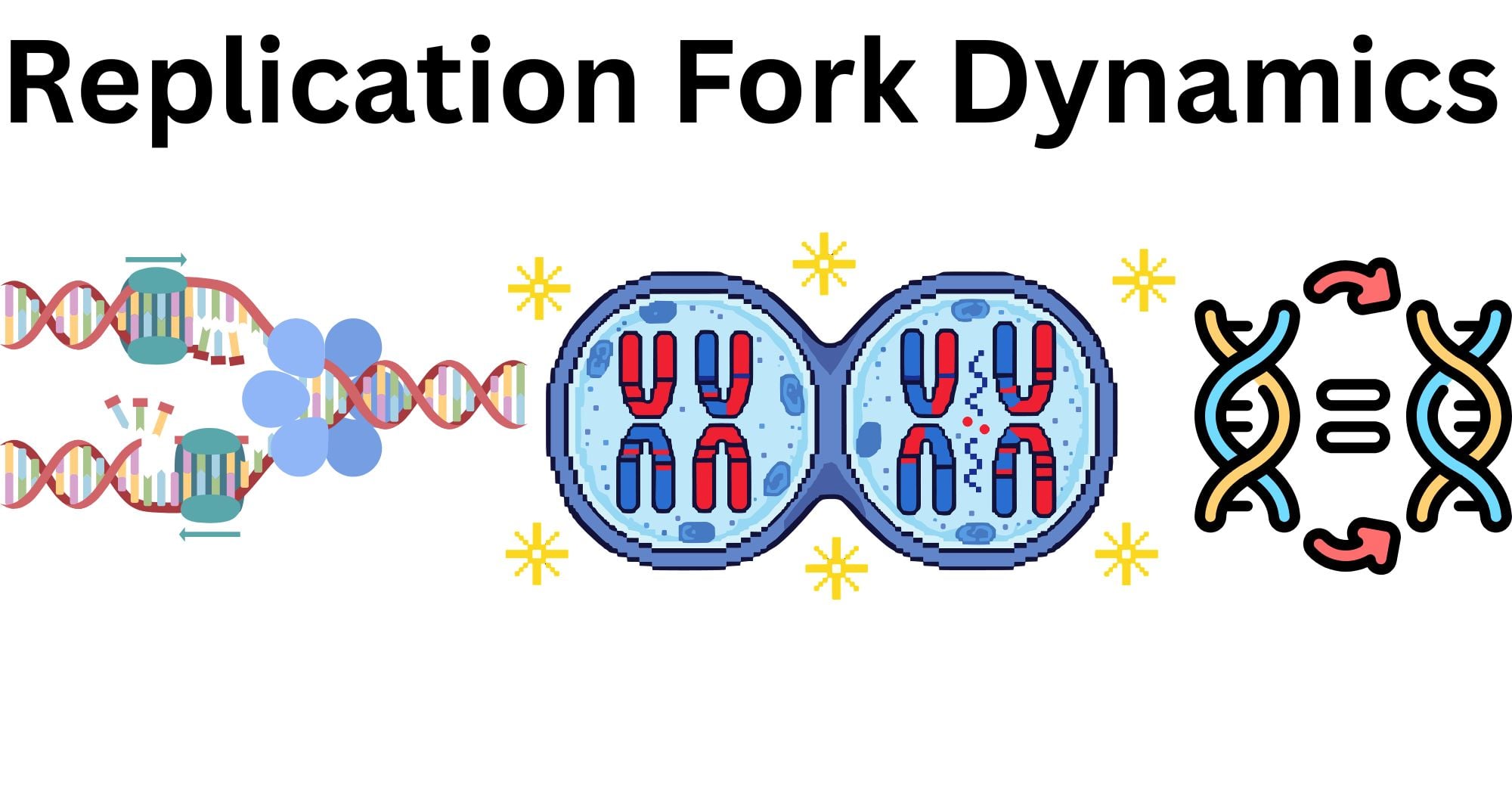 Replication Fork Dynamics