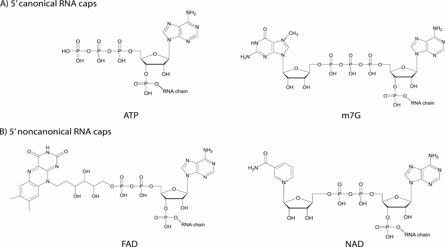 RNA Capping: Structure, Enzymes, Mechanism, Functions