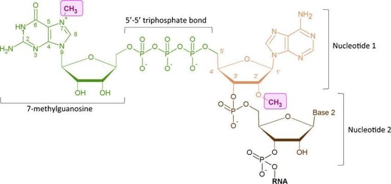 RNA Capping: Structure, Enzymes, Mechanism, Functions