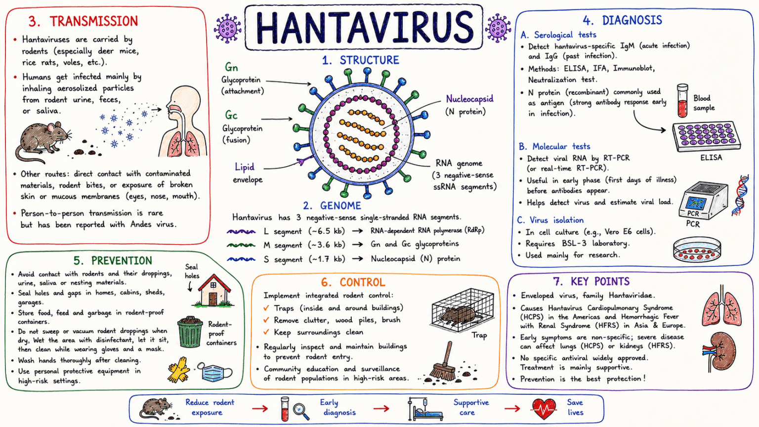 Hantavirus: Structure, Replication, Pathogenesis, Diagnosis, Prevention