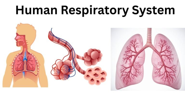 Human Respiratory System: Organs, Structure, Functions, Diseases