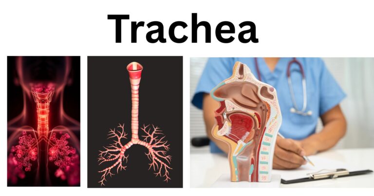 Trachea: Anatomy, Structure, Parts, Functions, Diseases