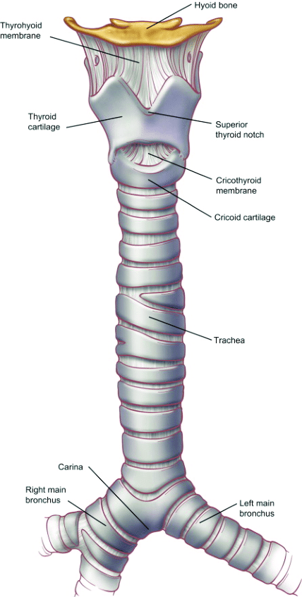 Trachea: Anatomy, Structure, Parts, Functions, Diseases
